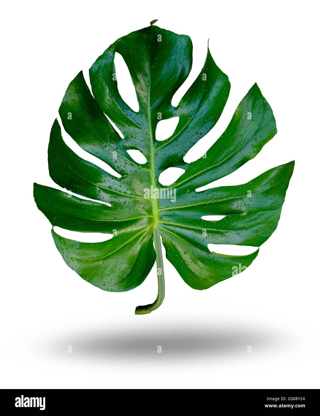 Single tropical jungle Monstera plant leaves isolated on white ...