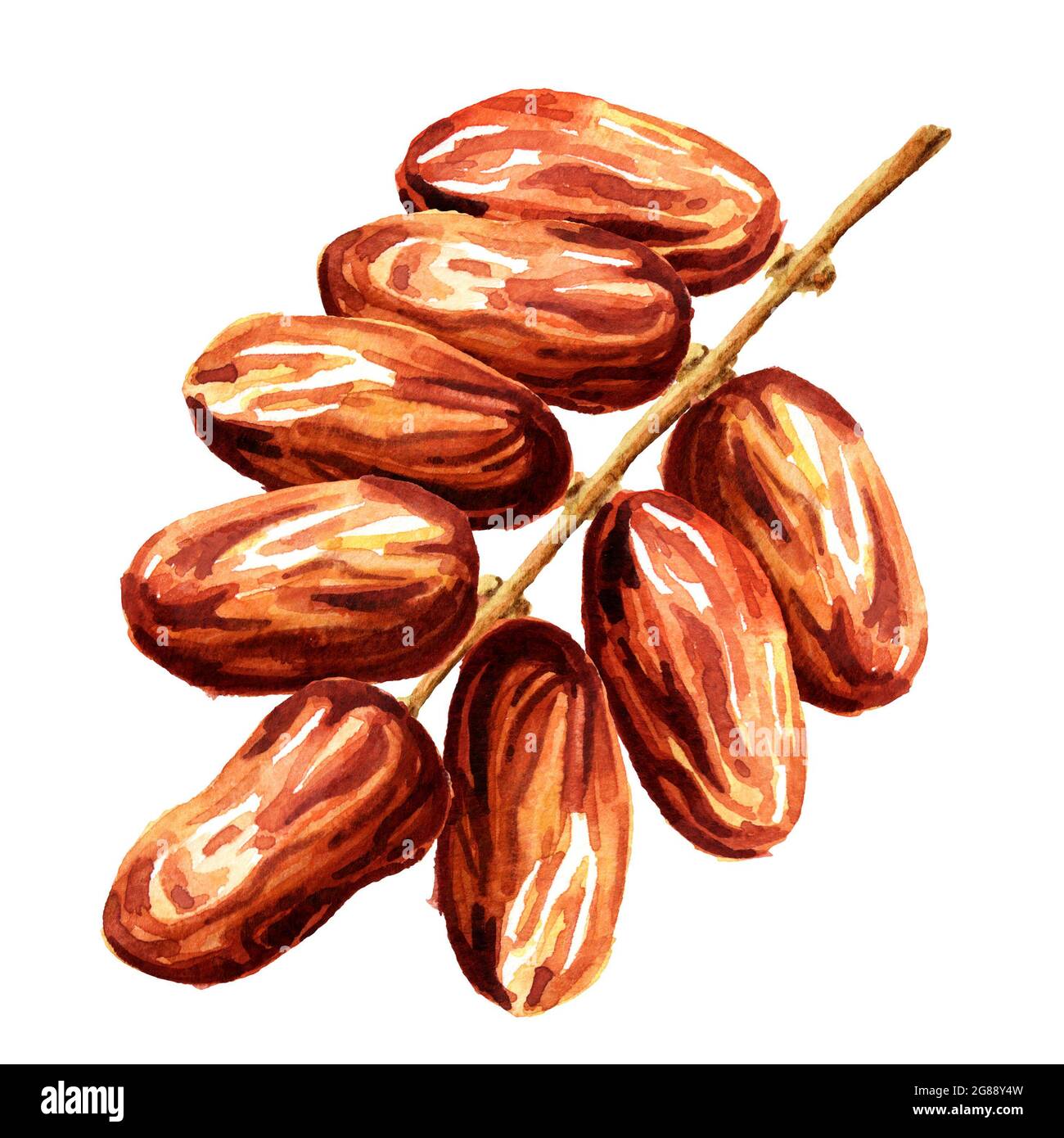 Date fruits. Watercolor hand drawn illustration, isolated on white ...
