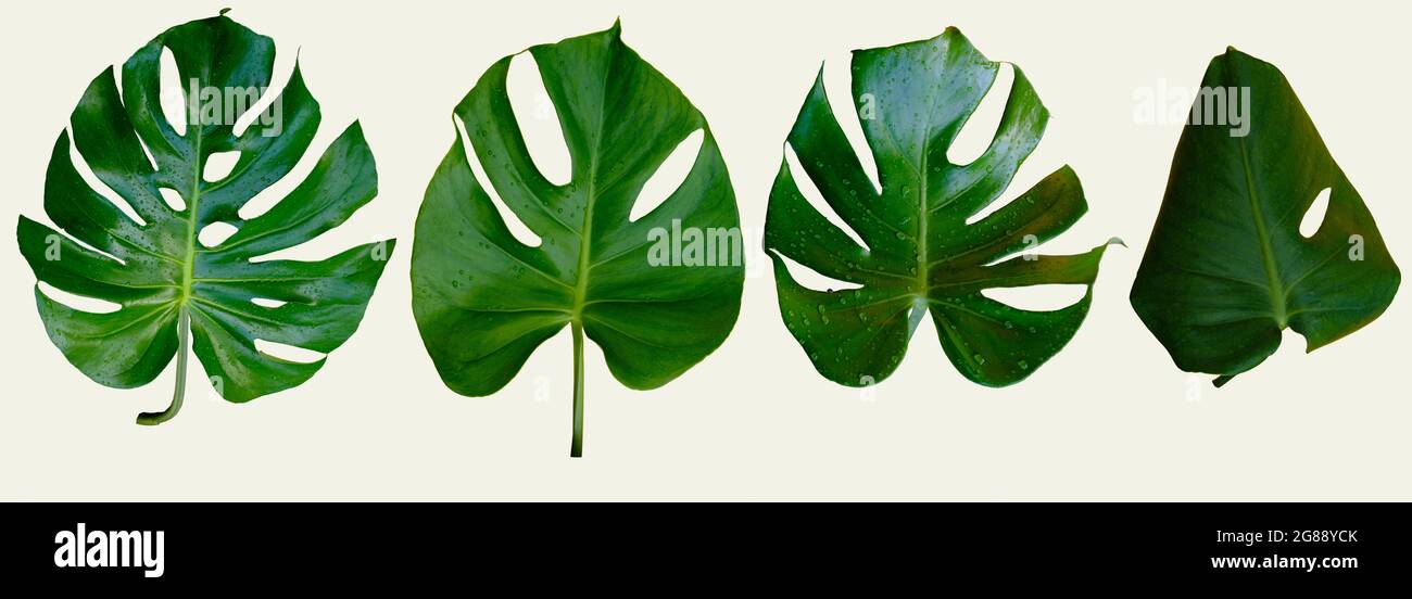 Collection of Monstera plant leaves isolated on grey background with ...