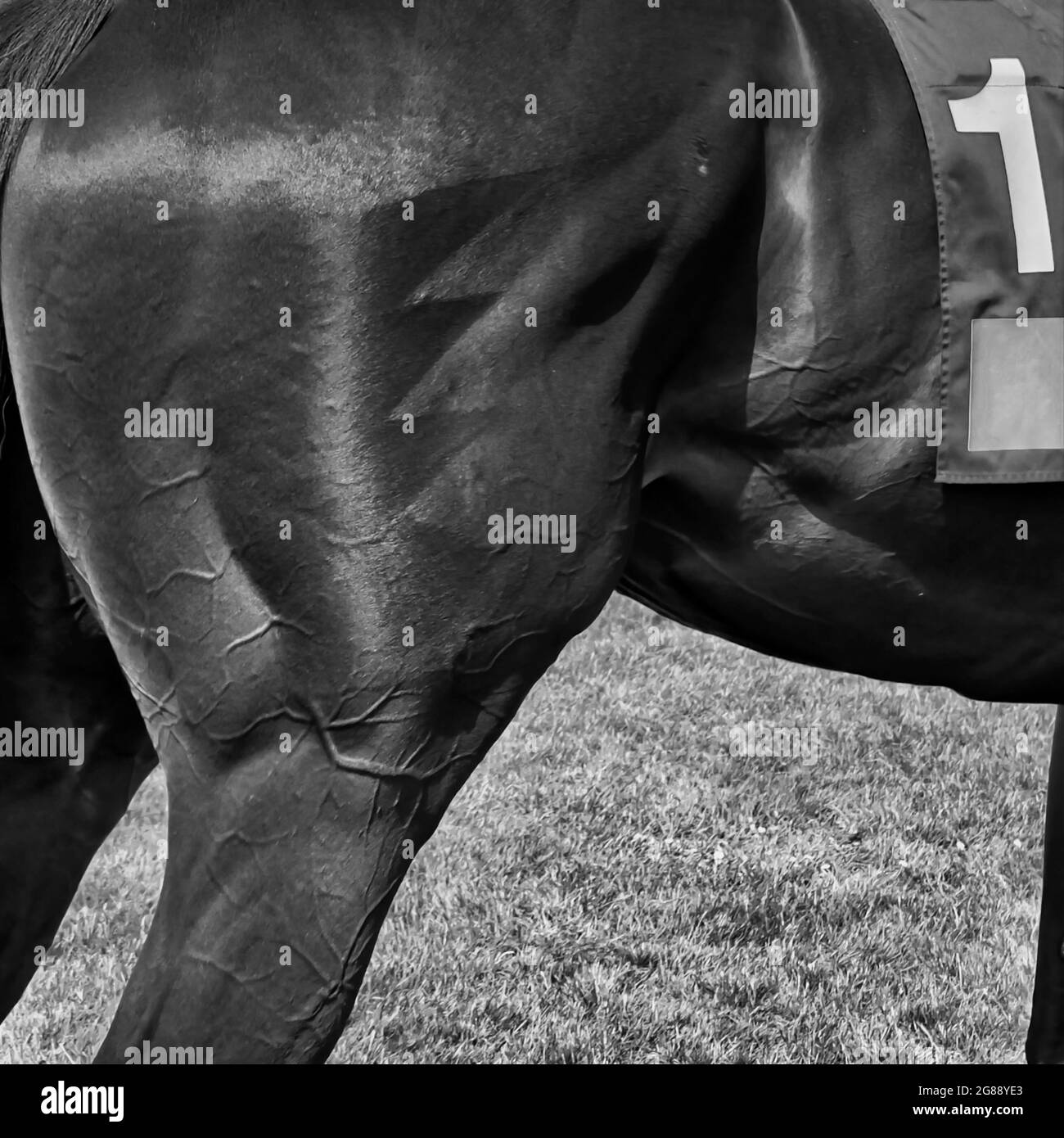 Muscle horse hi-res stock photography and images - Alamy