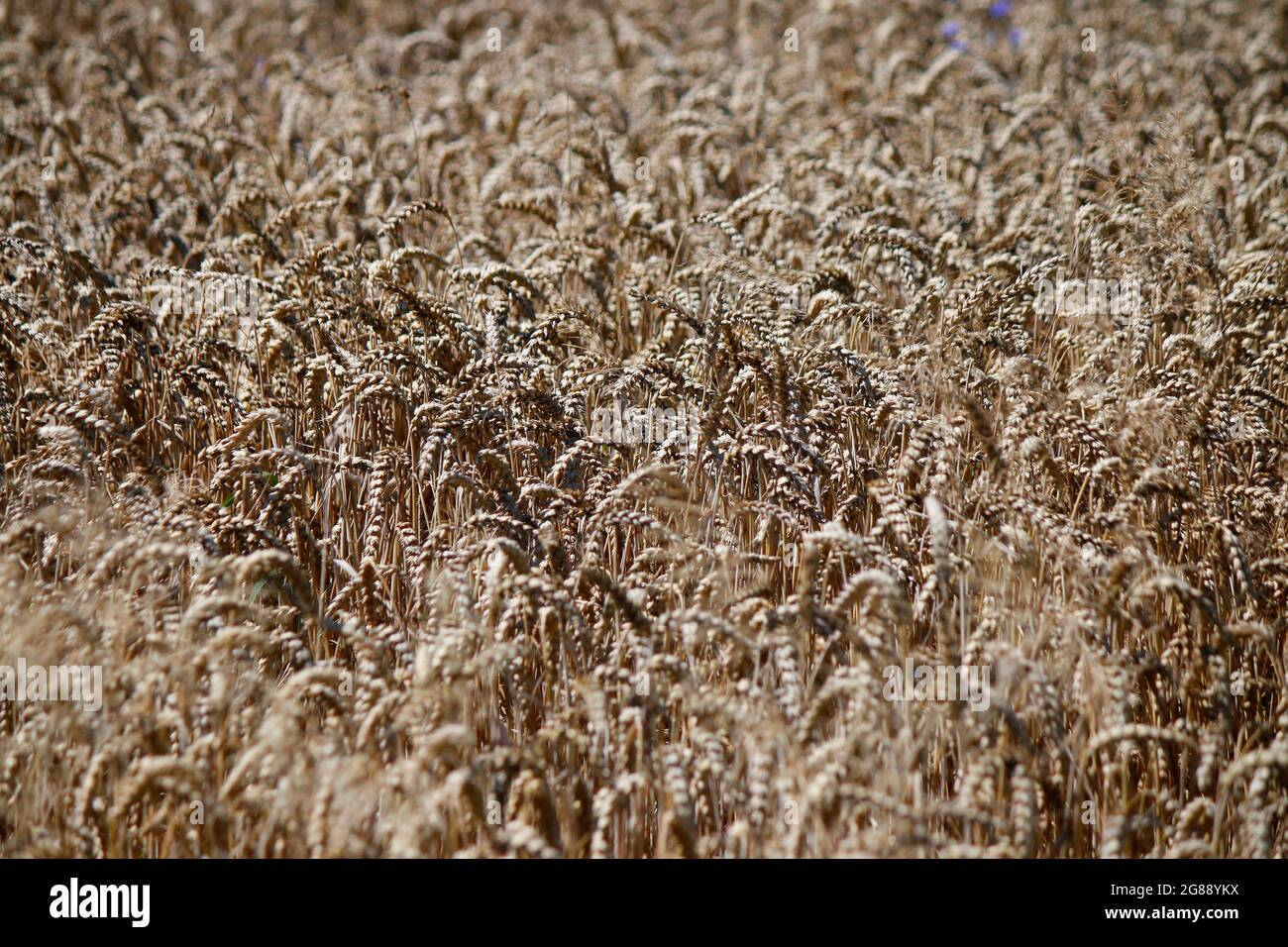 Weizen getreide hi-res stock photography and images - Alamy