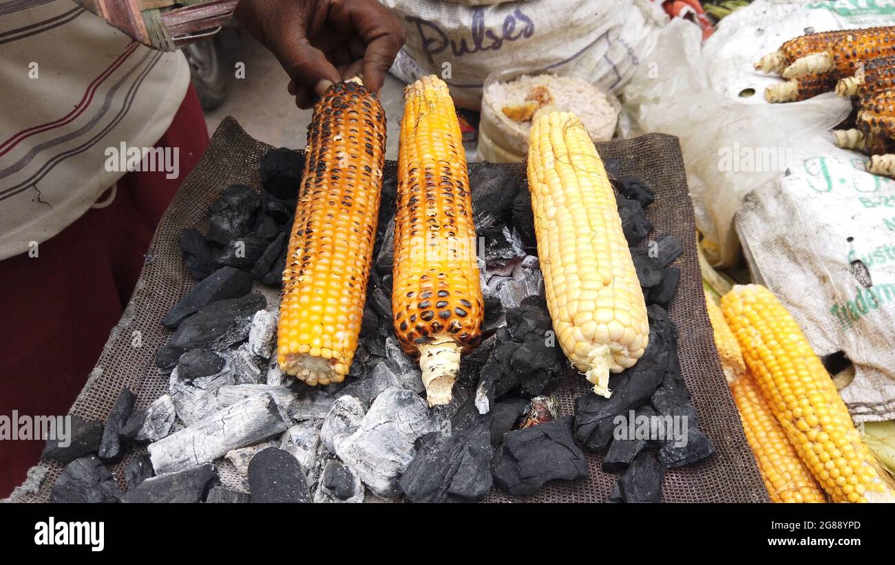 Fresh corn cobs on plant hi-res stock photography and images - Alamy