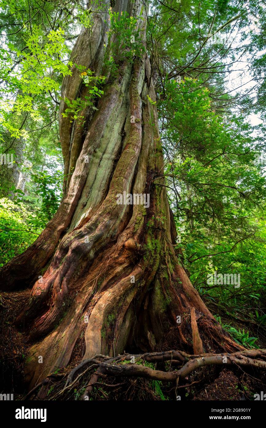 A low angle shot of a giant western red cedar tree in a lush green ...
