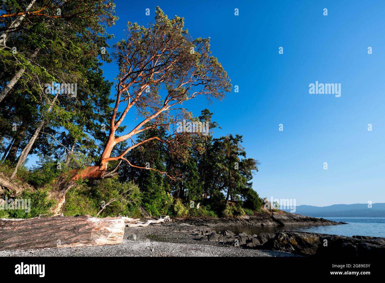 Beautiful arbutus trees seaside forest under a blue sky in Moses Point ...