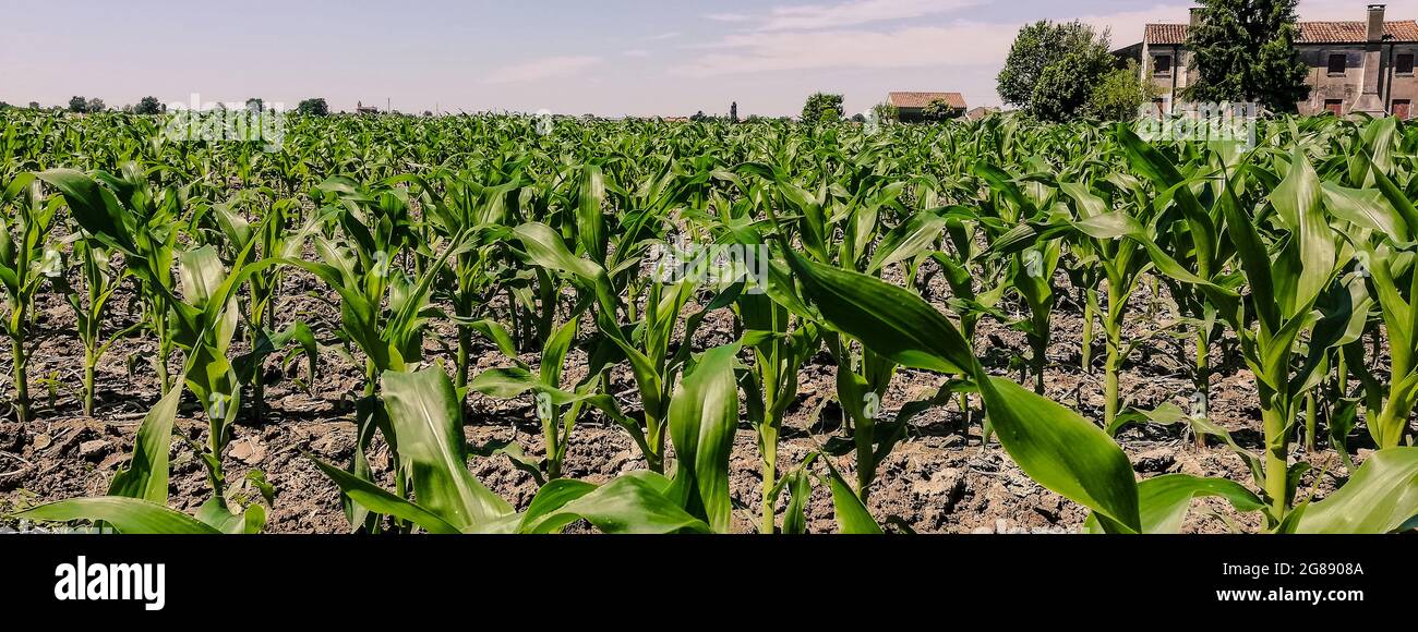 Corn cultivation field, banner image with copy space Stock Photo - Alamy