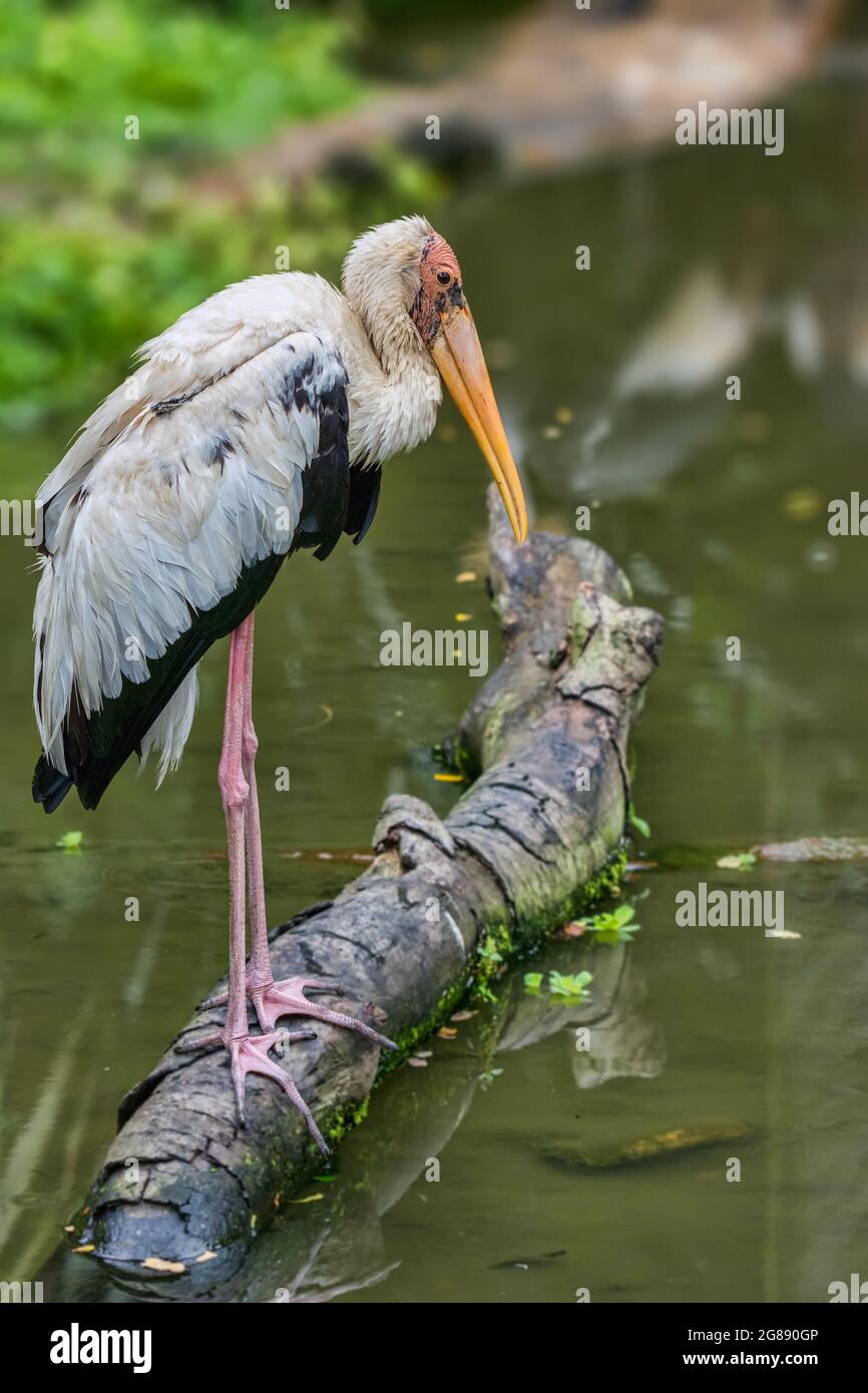 The milky stork hi-res stock photography and images - Alamy