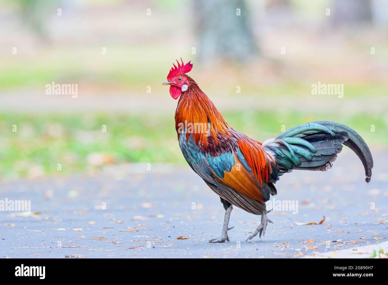 Red jungle hi-res stock photography and images - Alamy