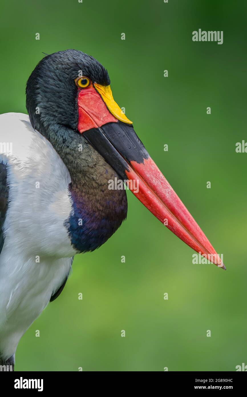 Saddle billed Stork Stock Photo - Alamy