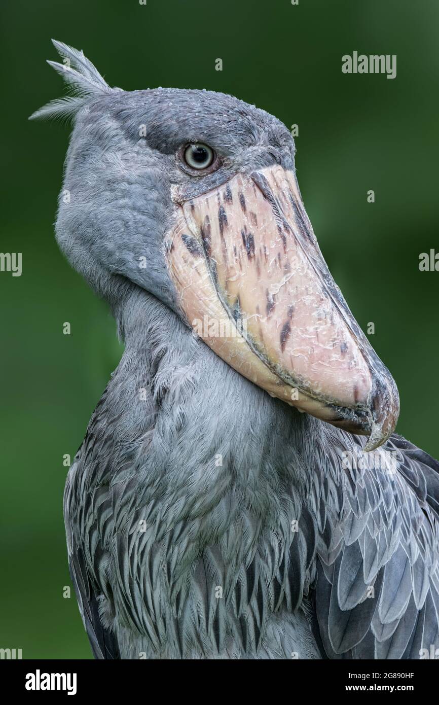 Wallpaper bird hi-res stock photography and images - Alamy