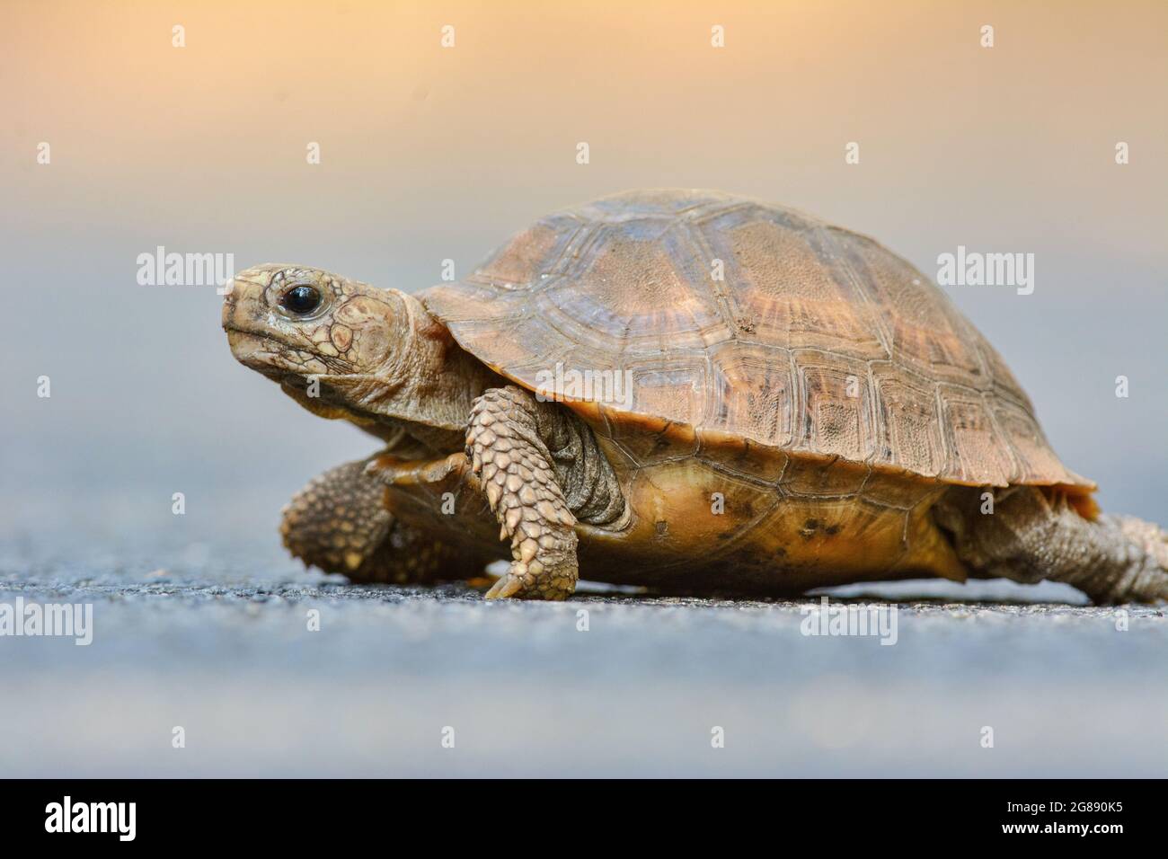 Travancore tortoise hi-res stock photography and images - Alamy