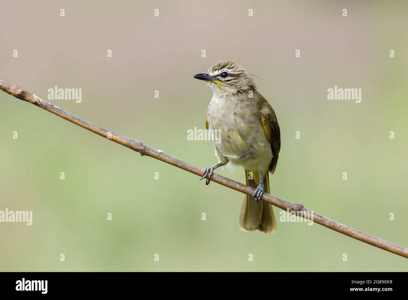 Bulbul wallpaper hi-res stock photography and images - Alamy