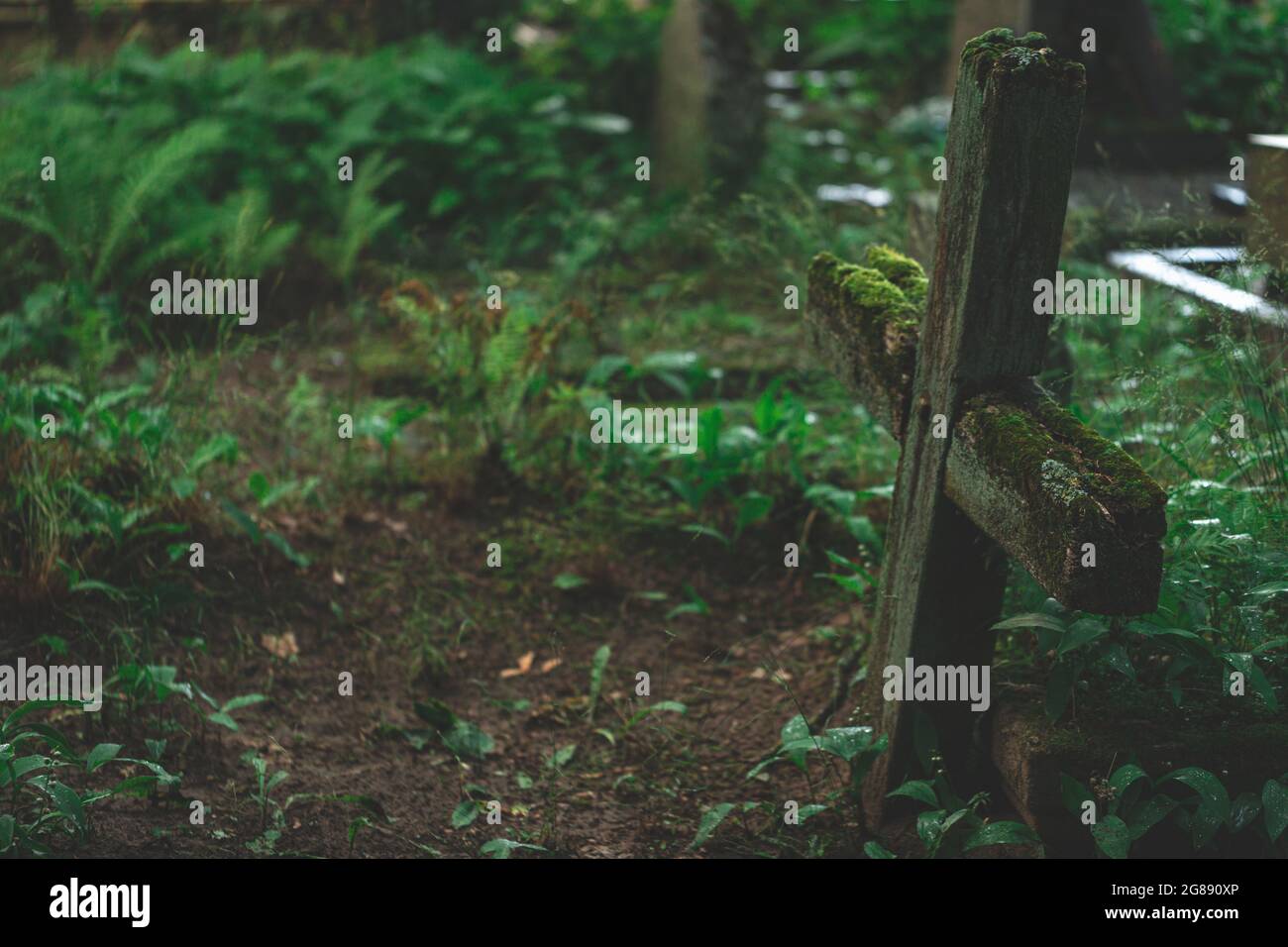 old crooked rotting overgrown with moss grave catholic cross as a grave ...