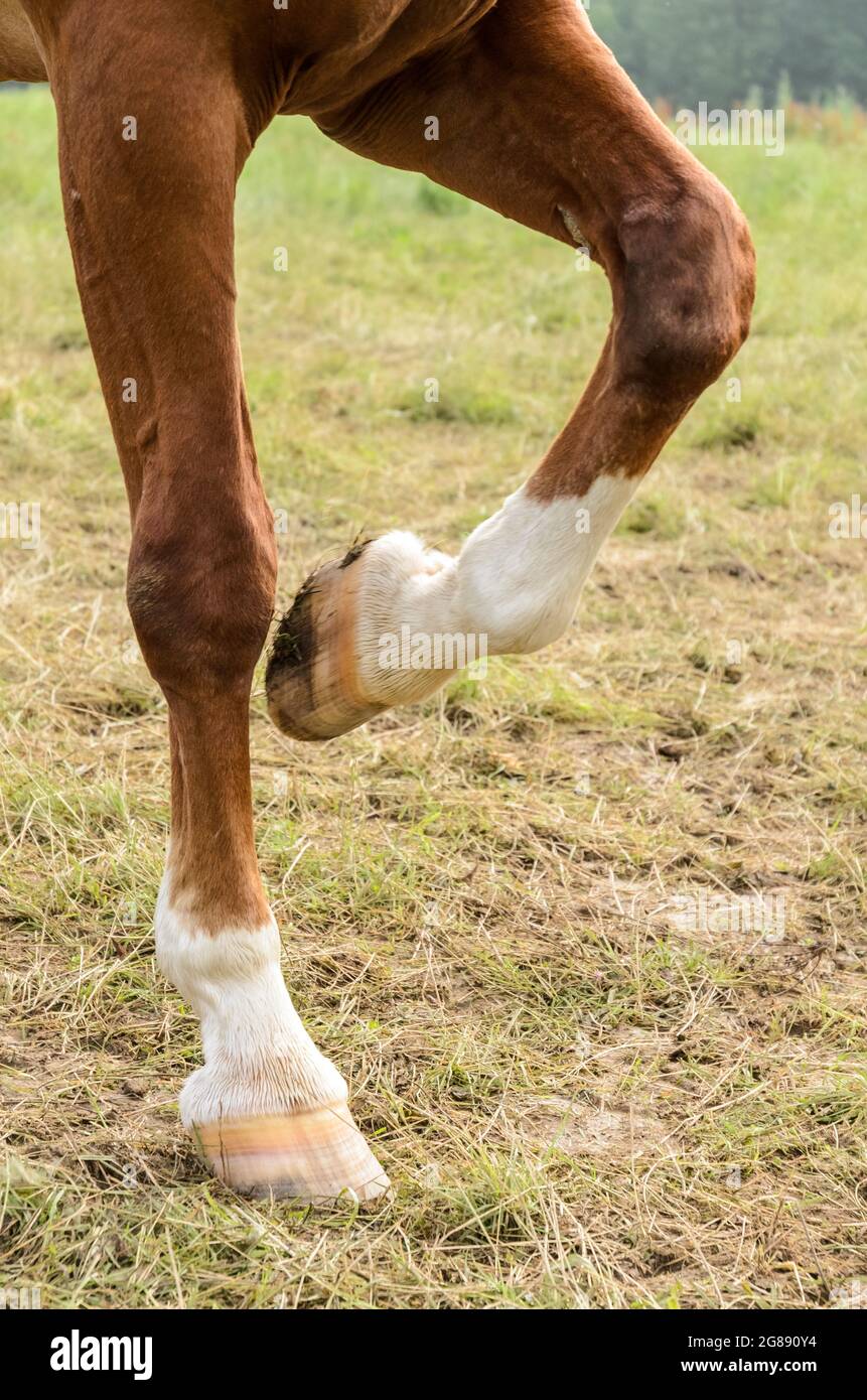Horse Legs