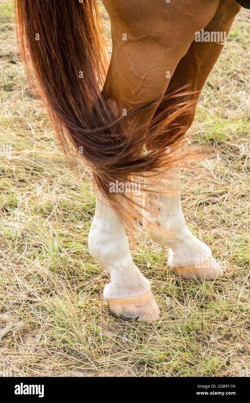 Horse Standing On Hind Legs High Resolution Stock Photography and ...