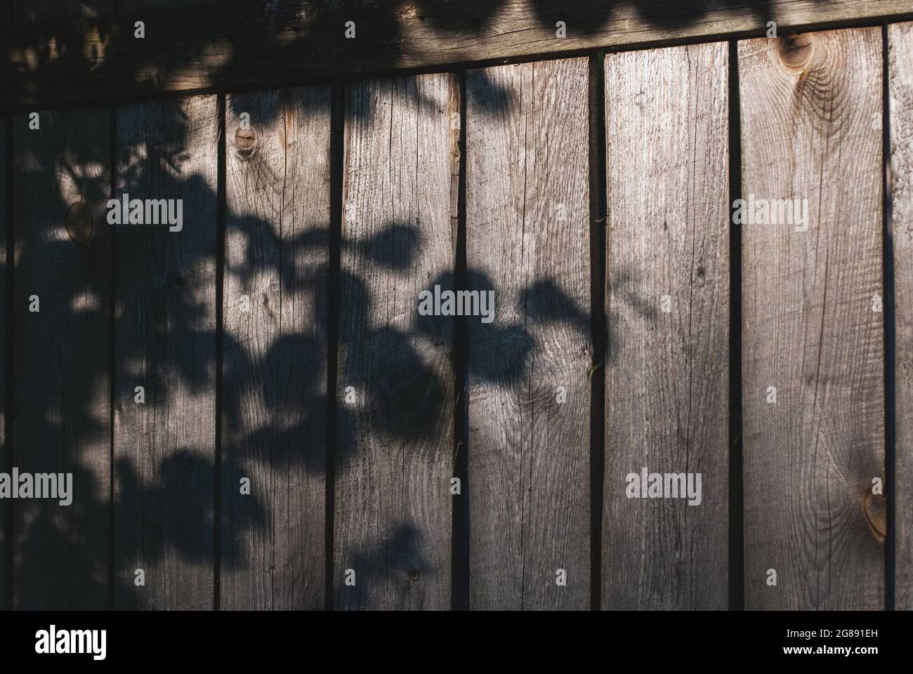 Tree branch shadow hi-res stock photography and images - Alamy