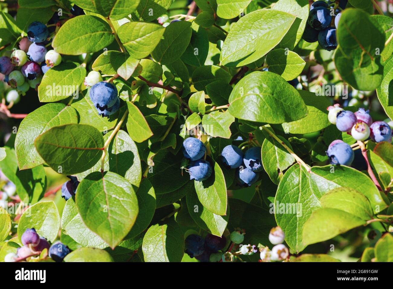 Late sweet blueberry hi-res stock photography and images - Alamy