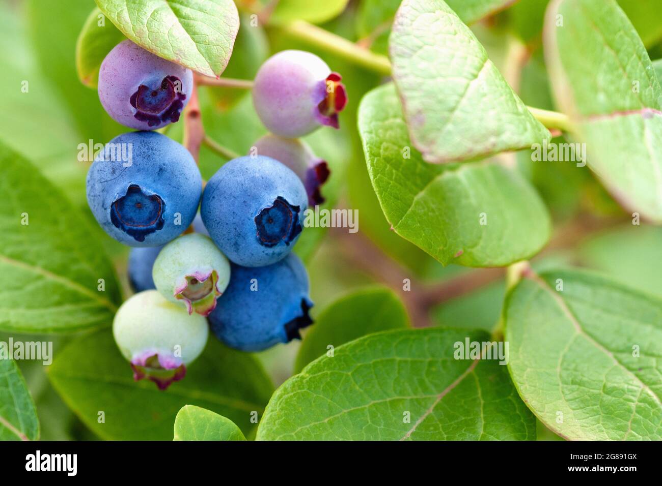 blue and green blueberries on bush closeup, stock photo Stock Photo - Alamy