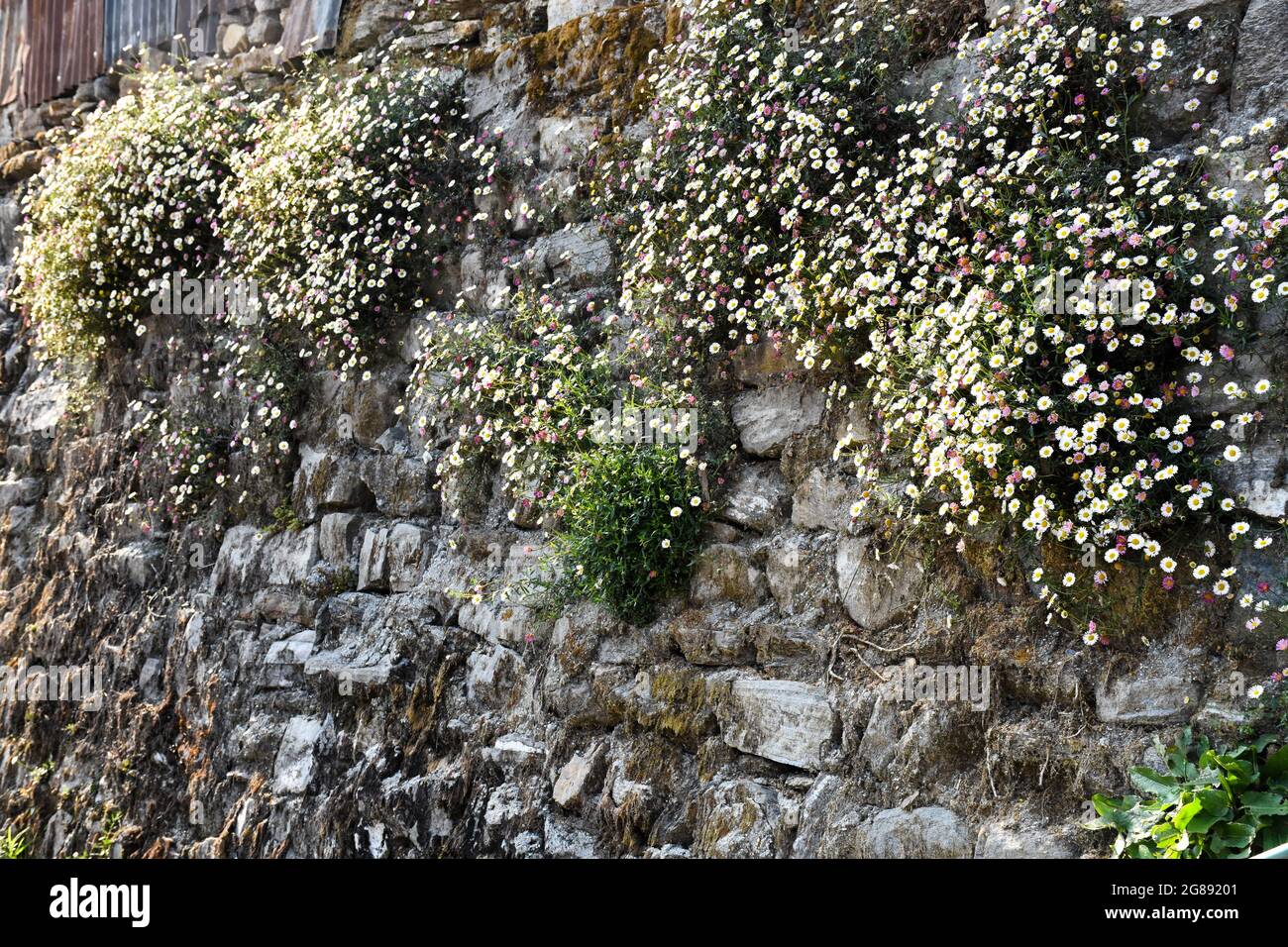 Stone wall covered with wild flowers of different color Stock Photo - Alamy