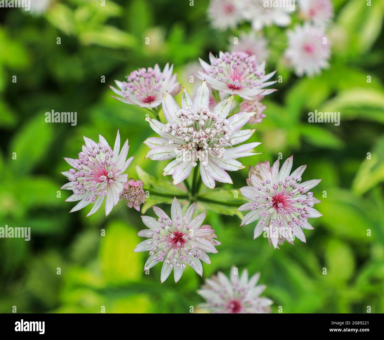 Astrantia flowers hi-res stock photography and images - Alamy