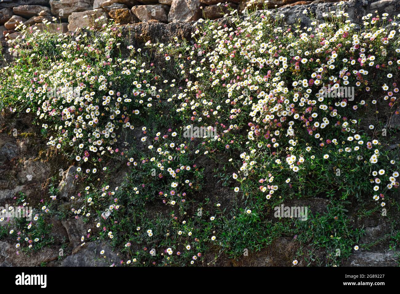 Stone wall covered with wild flowers of different color Stock Photo - Alamy