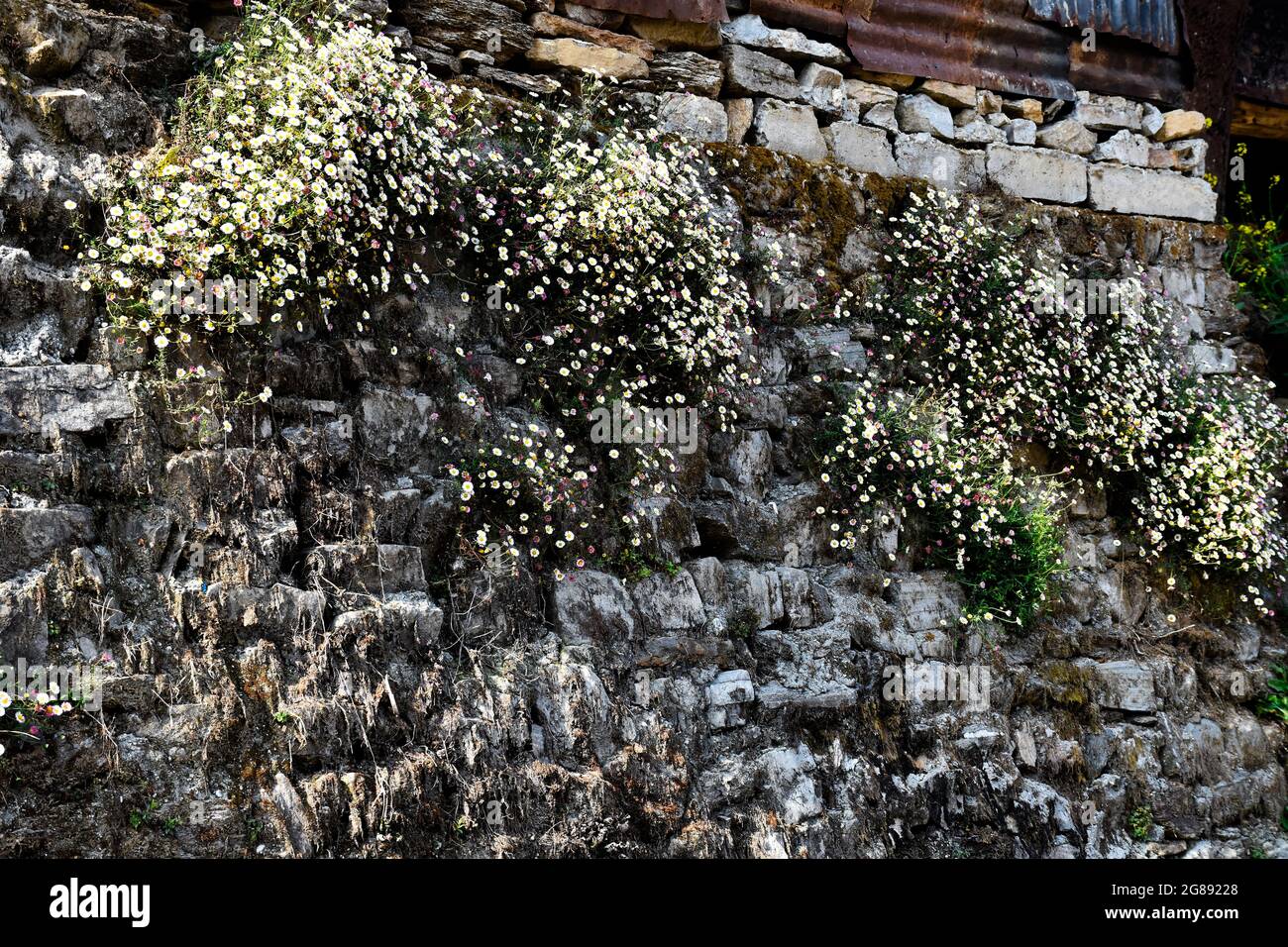 Stone wall covered with wild flowers of different color Stock Photo - Alamy