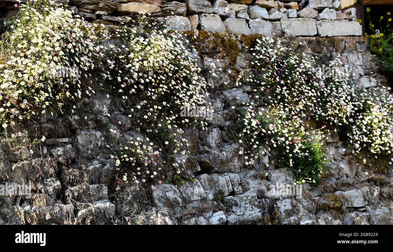 Stone wall covered with wild flowers of different color Stock Photo - Alamy