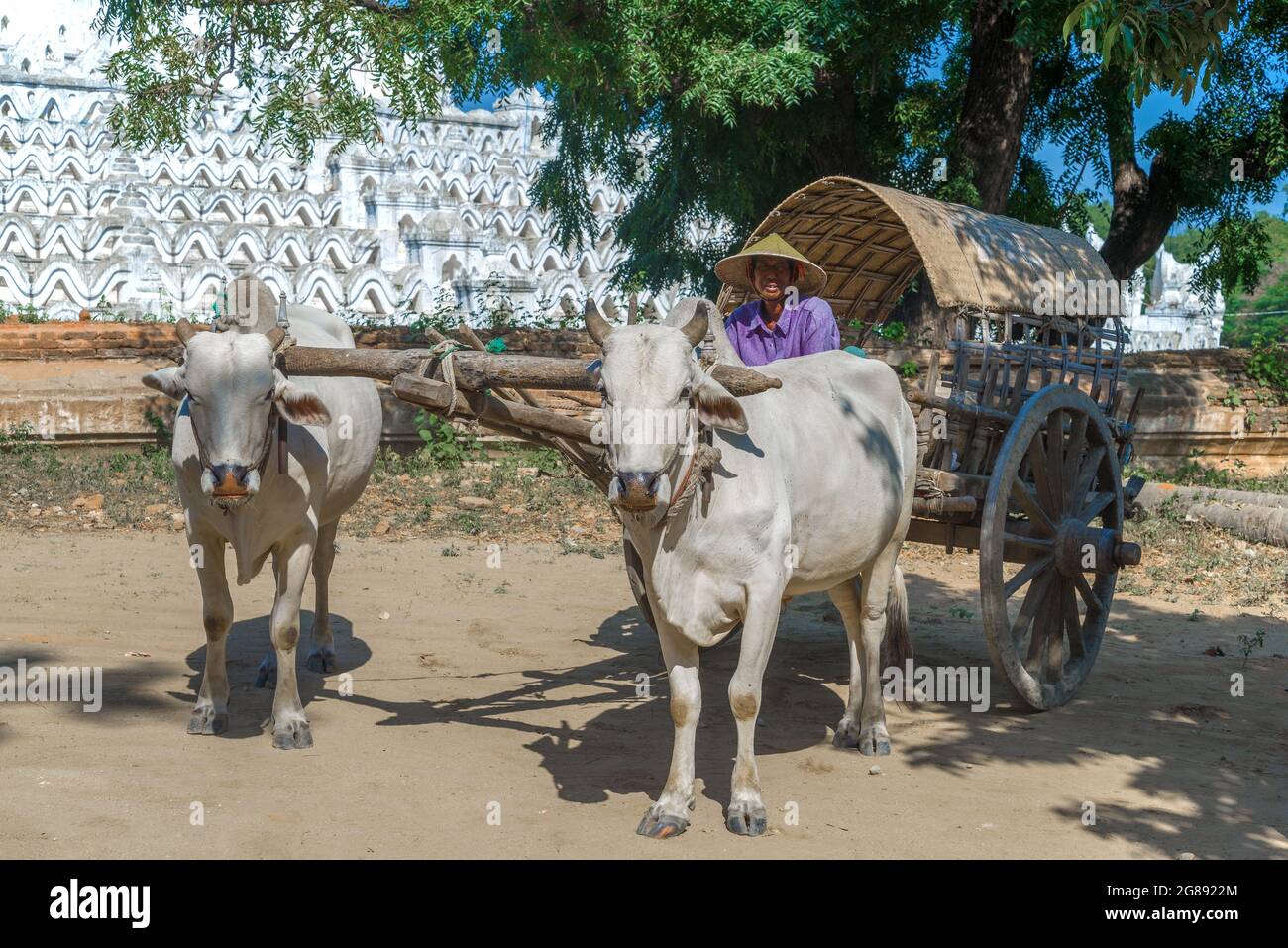 Bull carrier hi-res stock photography and images - Alamy