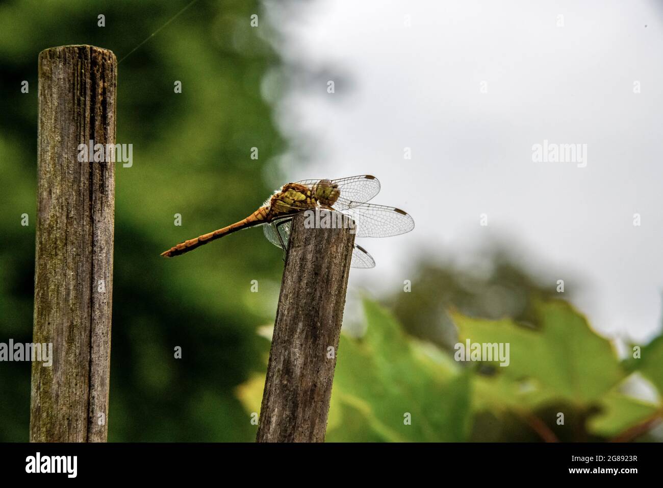 Flying dragon animal hi-res stock photography and images - Alamy