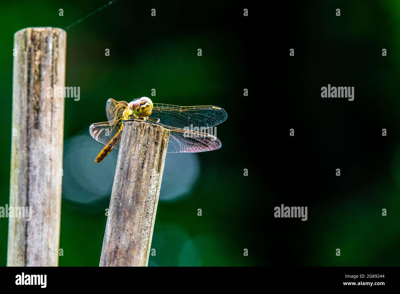 Flying dragon animal hi-res stock photography and images - Alamy