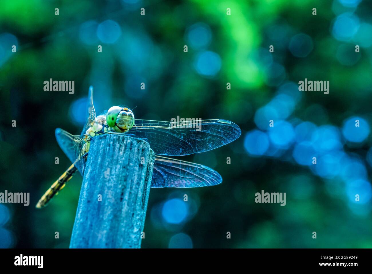 Flying dragon animal hi-res stock photography and images - Alamy