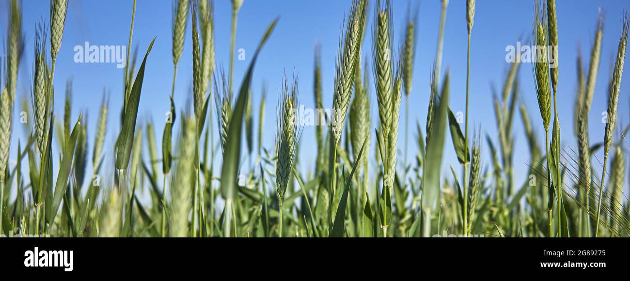 Ears banner detail, banner image with copy space Stock Photo - Alamy