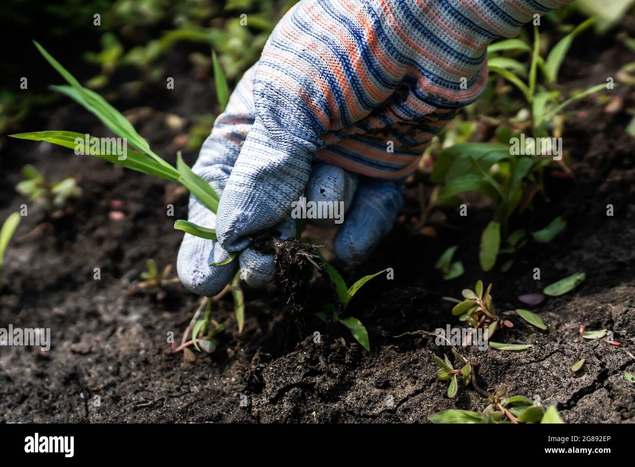 The farmer's hand holds the plucked weed Stock Photo - Alamy