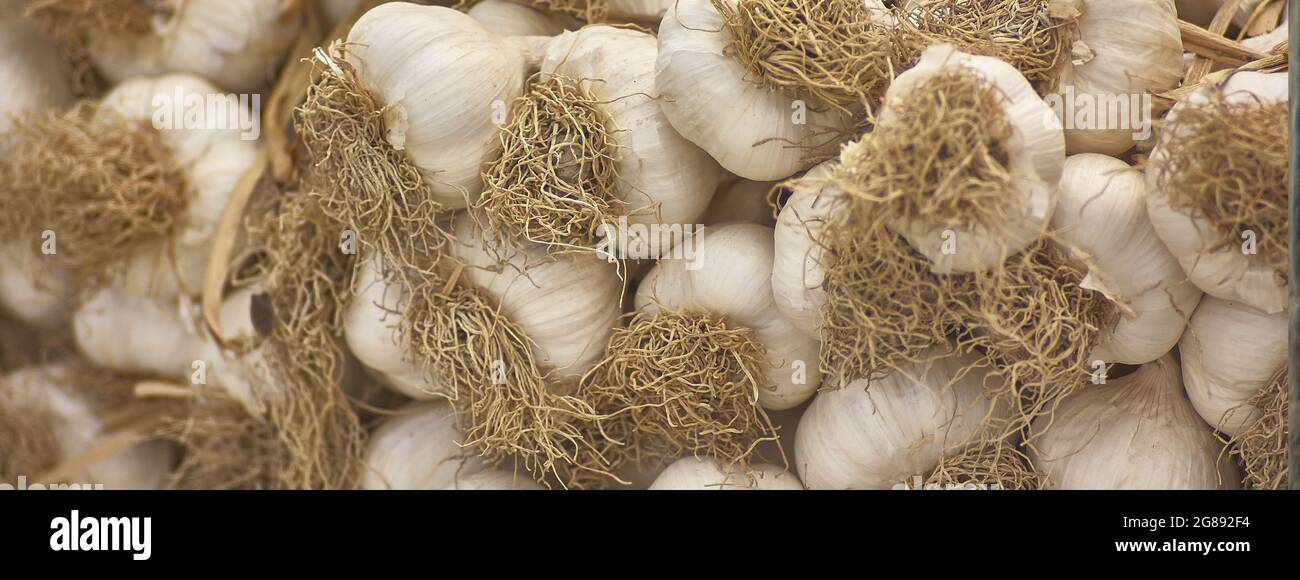Garlic banner detail, banner image with copy space Stock Photo - Alamy