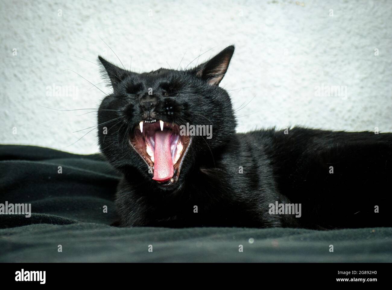 Black cat with a wide yawn Stock Photo - Alamy