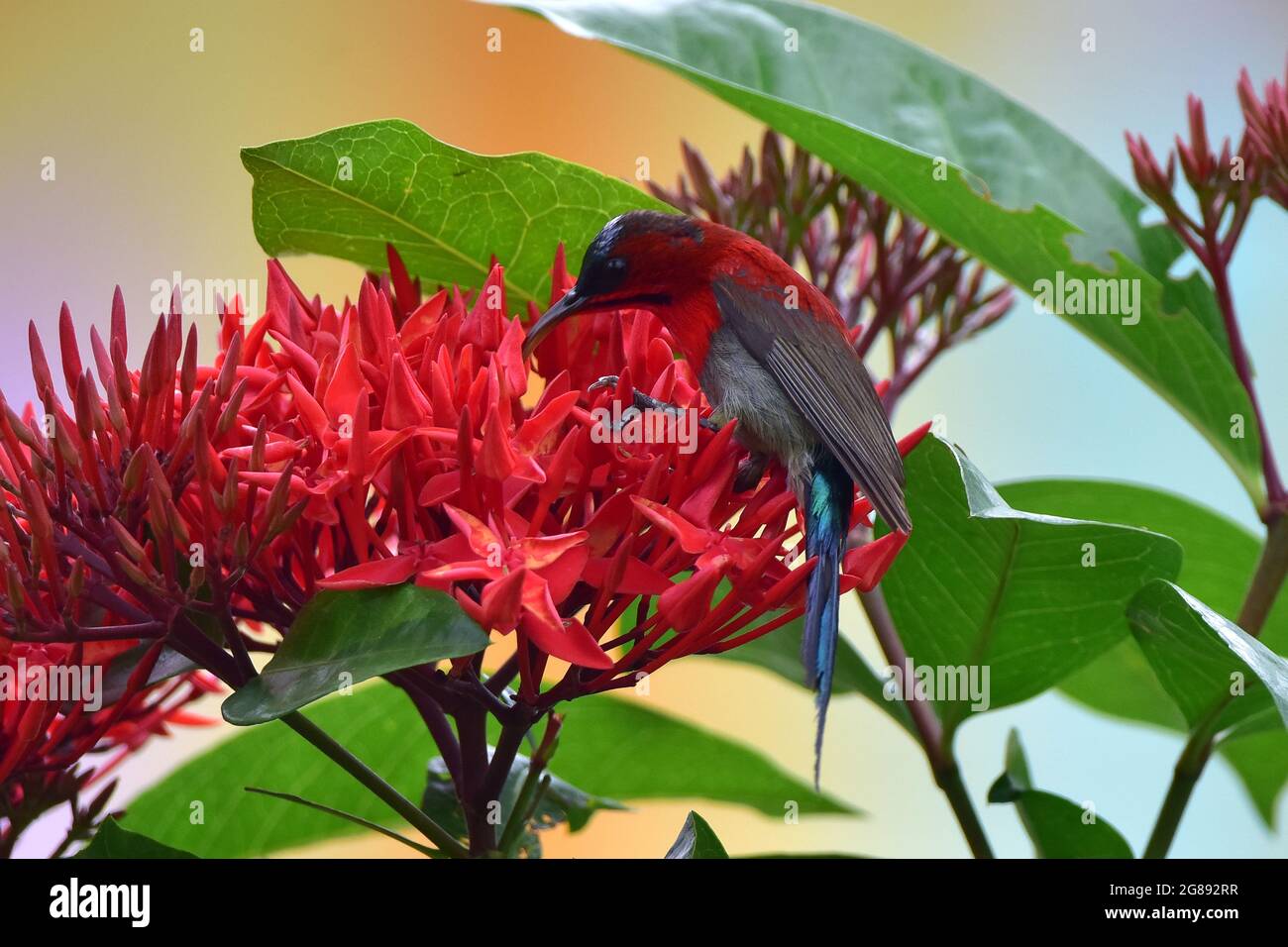 State flower of assam hi-res stock photography and images - Alamy