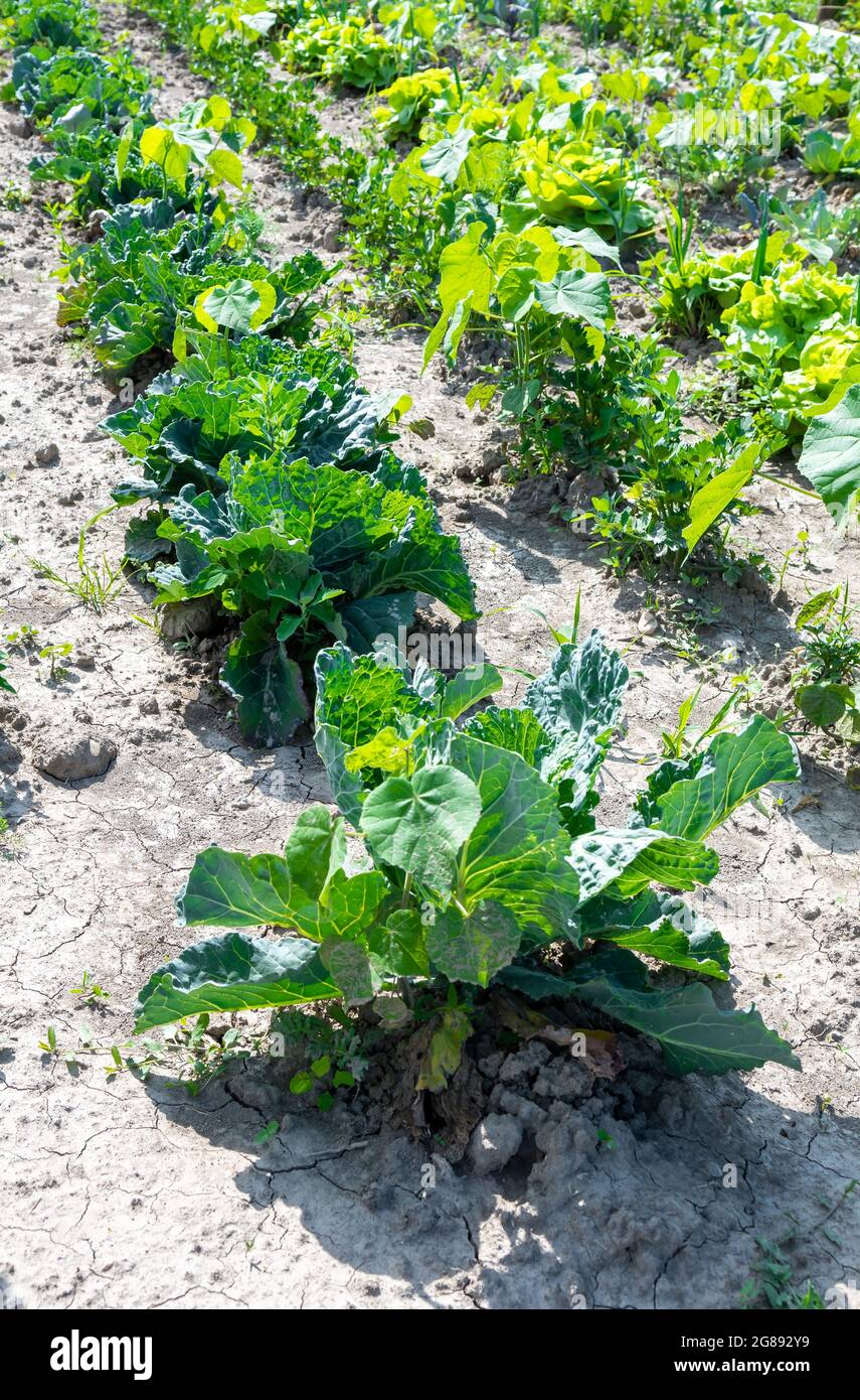 Vegetable Patch With Fresh Salad And Cabbage In An Urban Gardening Area ...