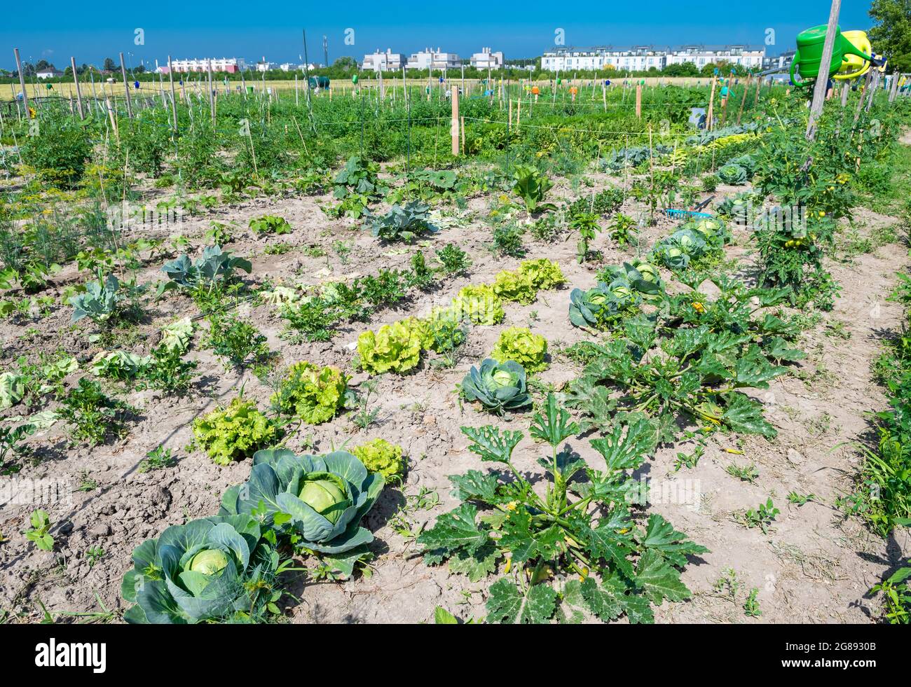 Vegetable Patch With Cultivated Plants And Plastic Watering Cans Within ...
