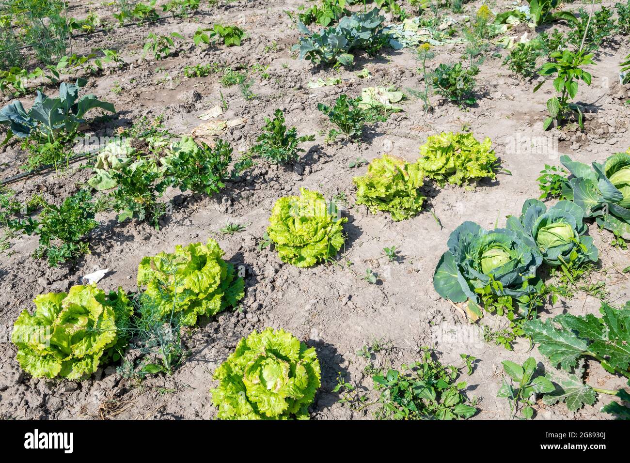 Vegetable Patch With Fresh Salad And Cabbage In An Urban Gardening Area ...