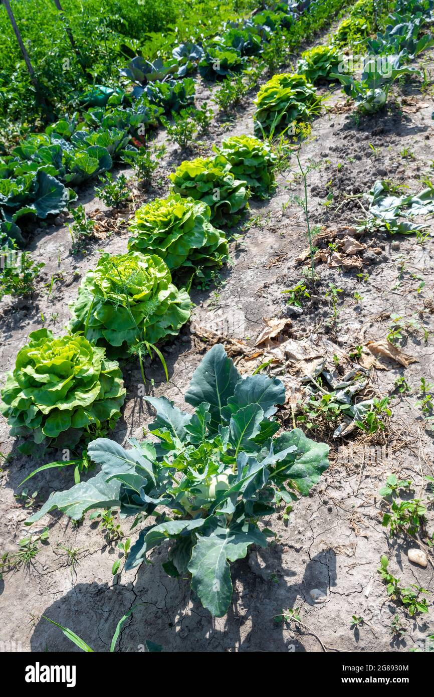 Vegetable Patch With Fresh Salad And Cabbage In An Urban Gardening Area ...