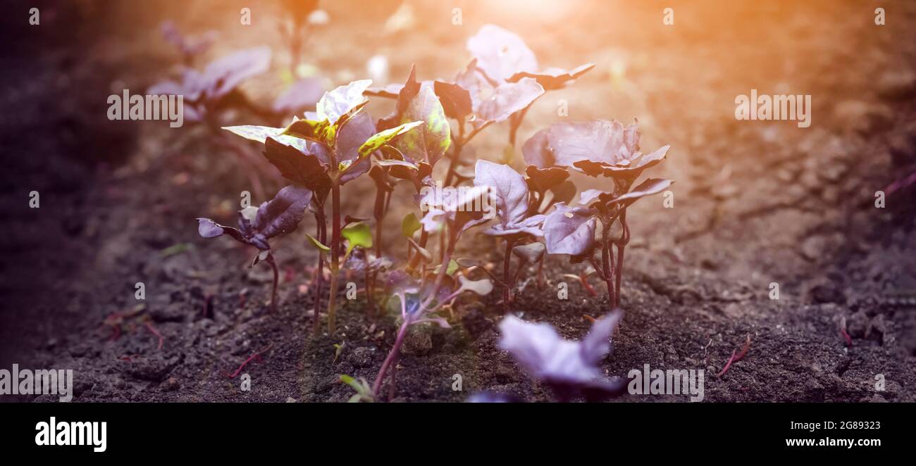 Fresh young sprouted basil Stock Photo - Alamy
