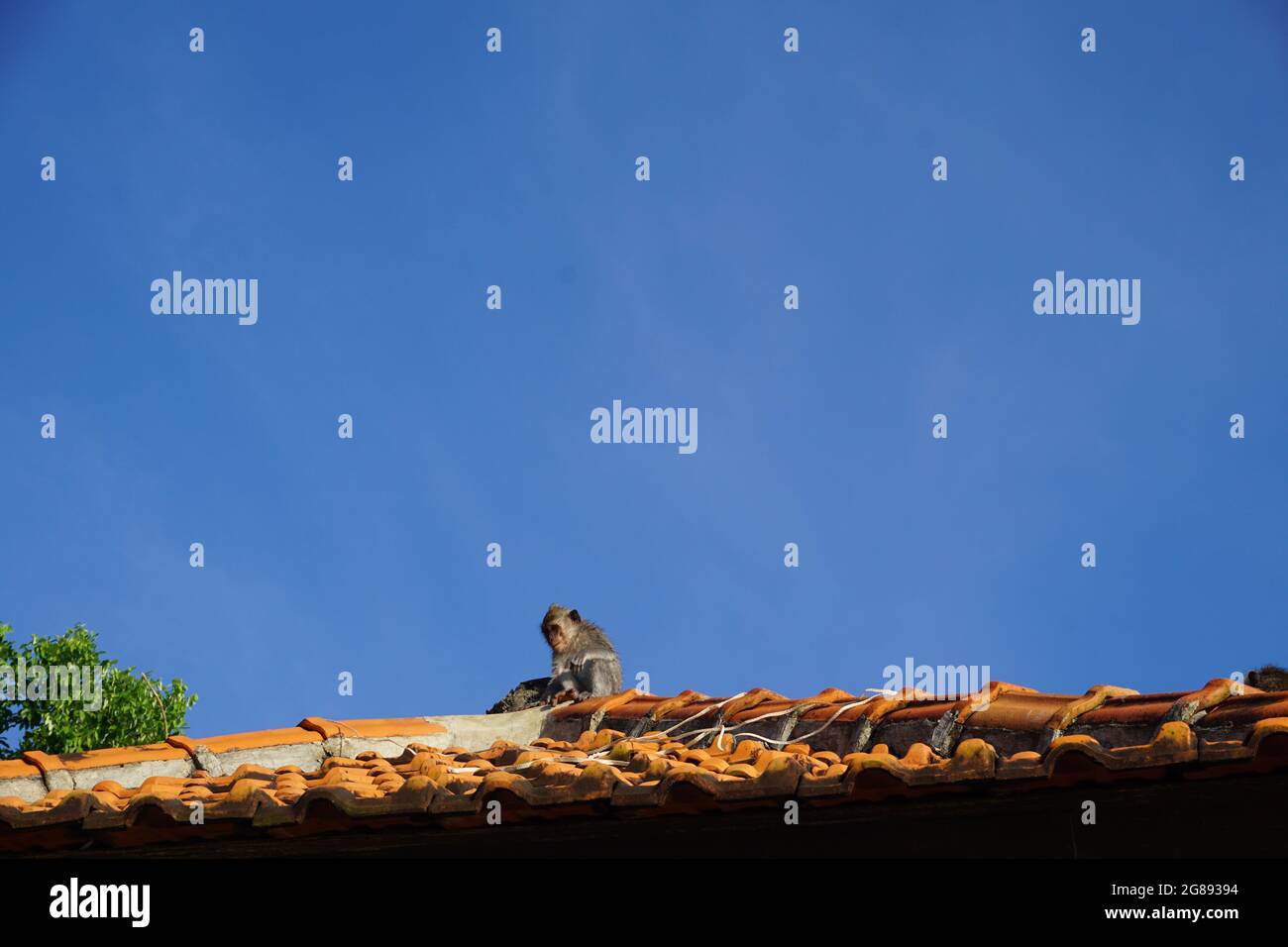 Monkey on the roof hi-res stock photography and images - Alamy