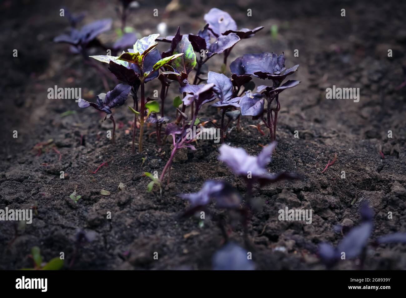 Fresh young sprouted basil Stock Photo - Alamy