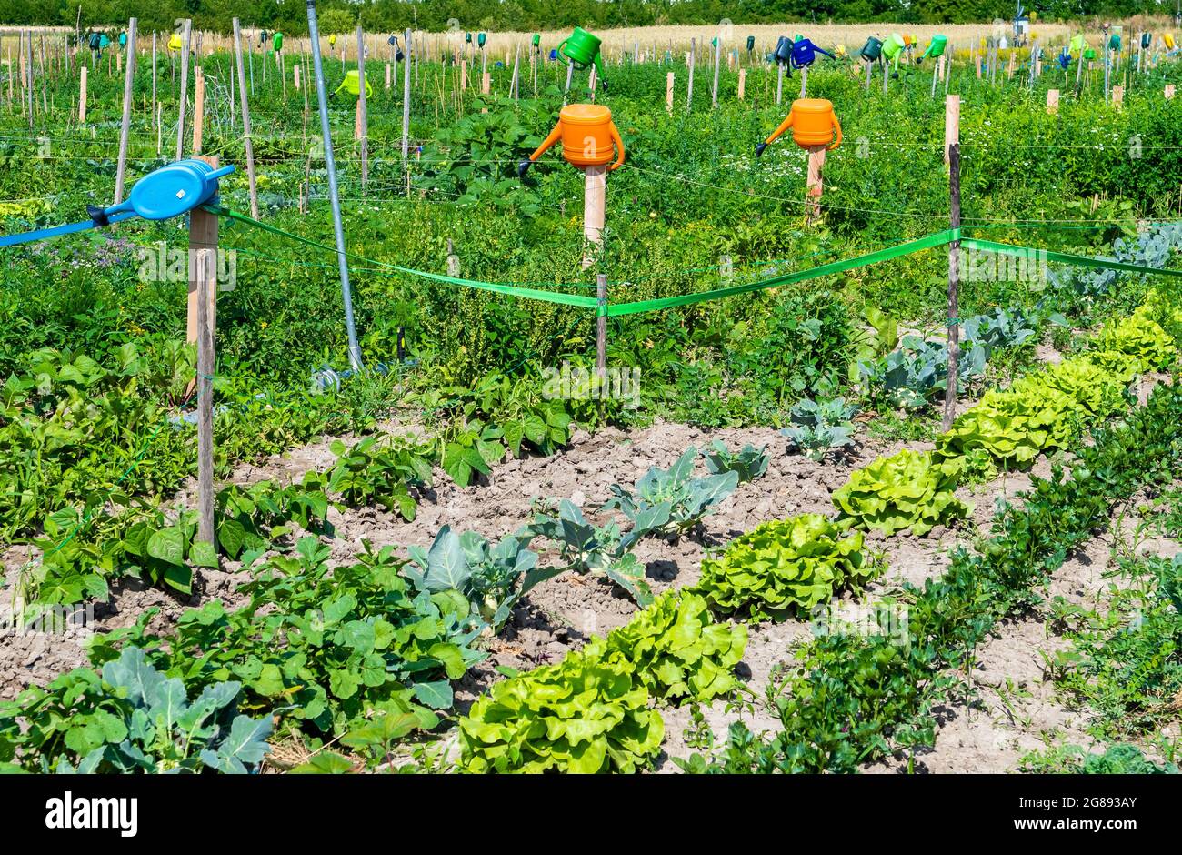 Vegetable Patch With Cultivated Plants And Plastic Watering Cans Stock ...
