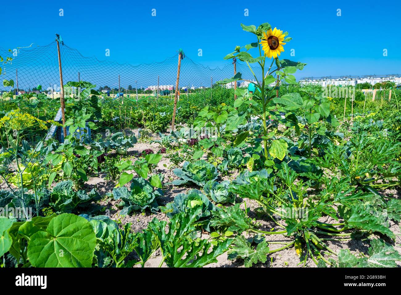 Vegetable Patch With Cultivated Plants A Sunflower And Plastic Watering ...