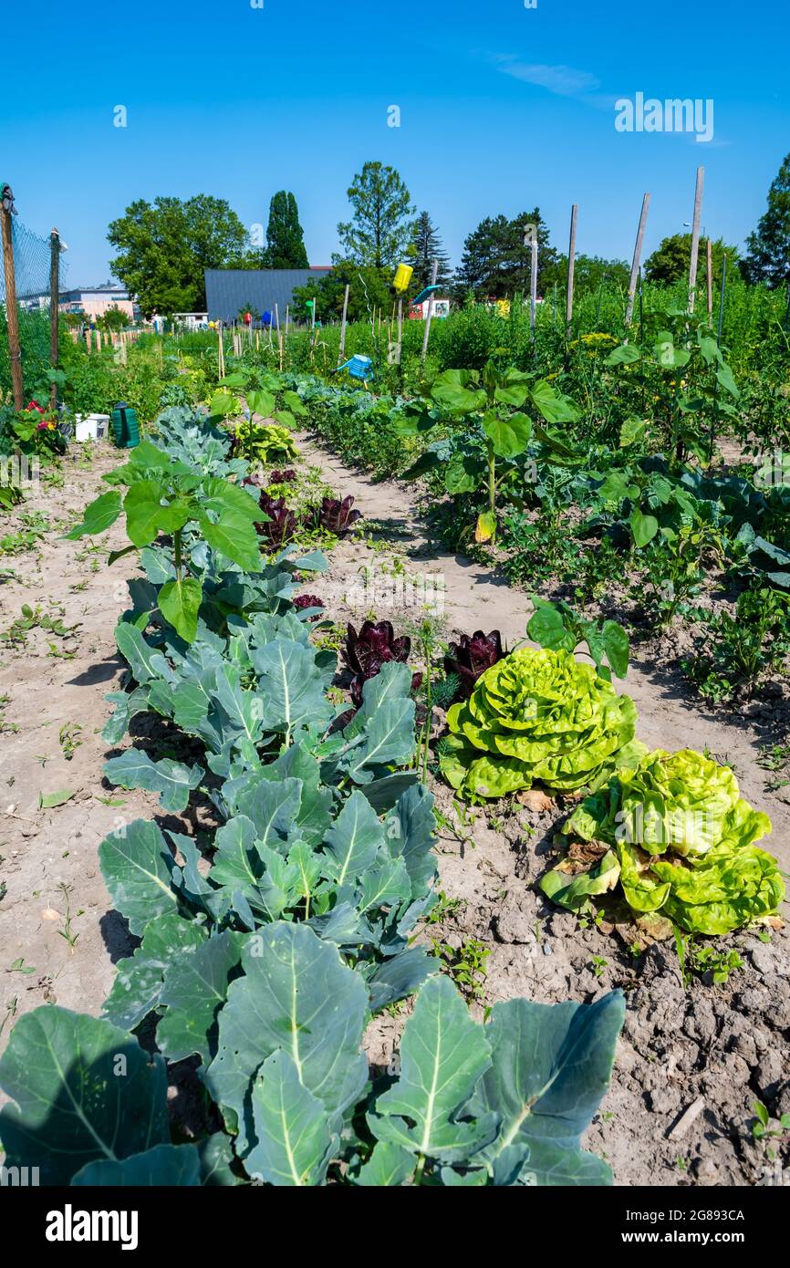 Vegetable Patch With Cultivated Plants And Plastic Watering Cans Within ...
