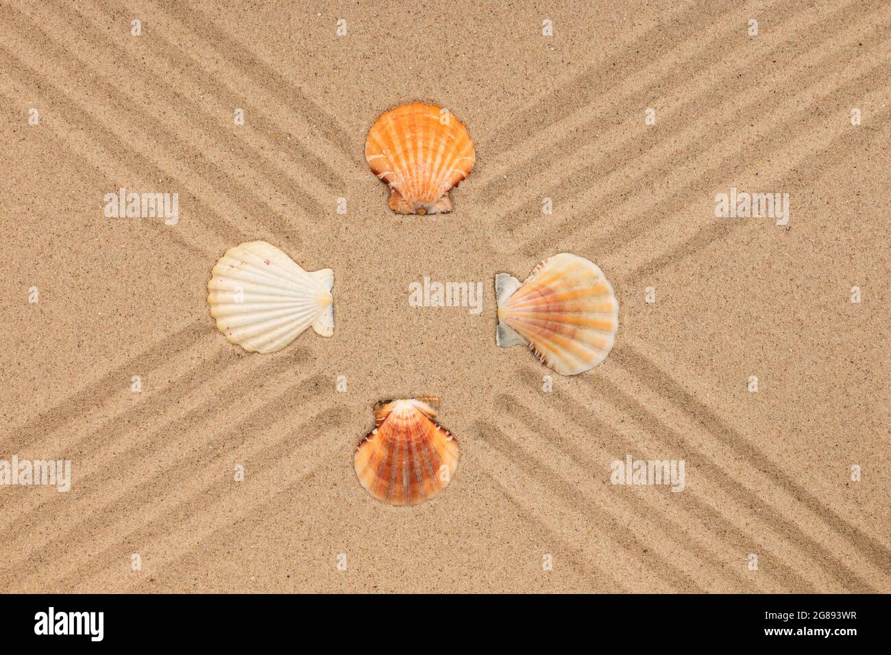 Seashells lying on lines made of sand. Beach background. Top view Stock ...