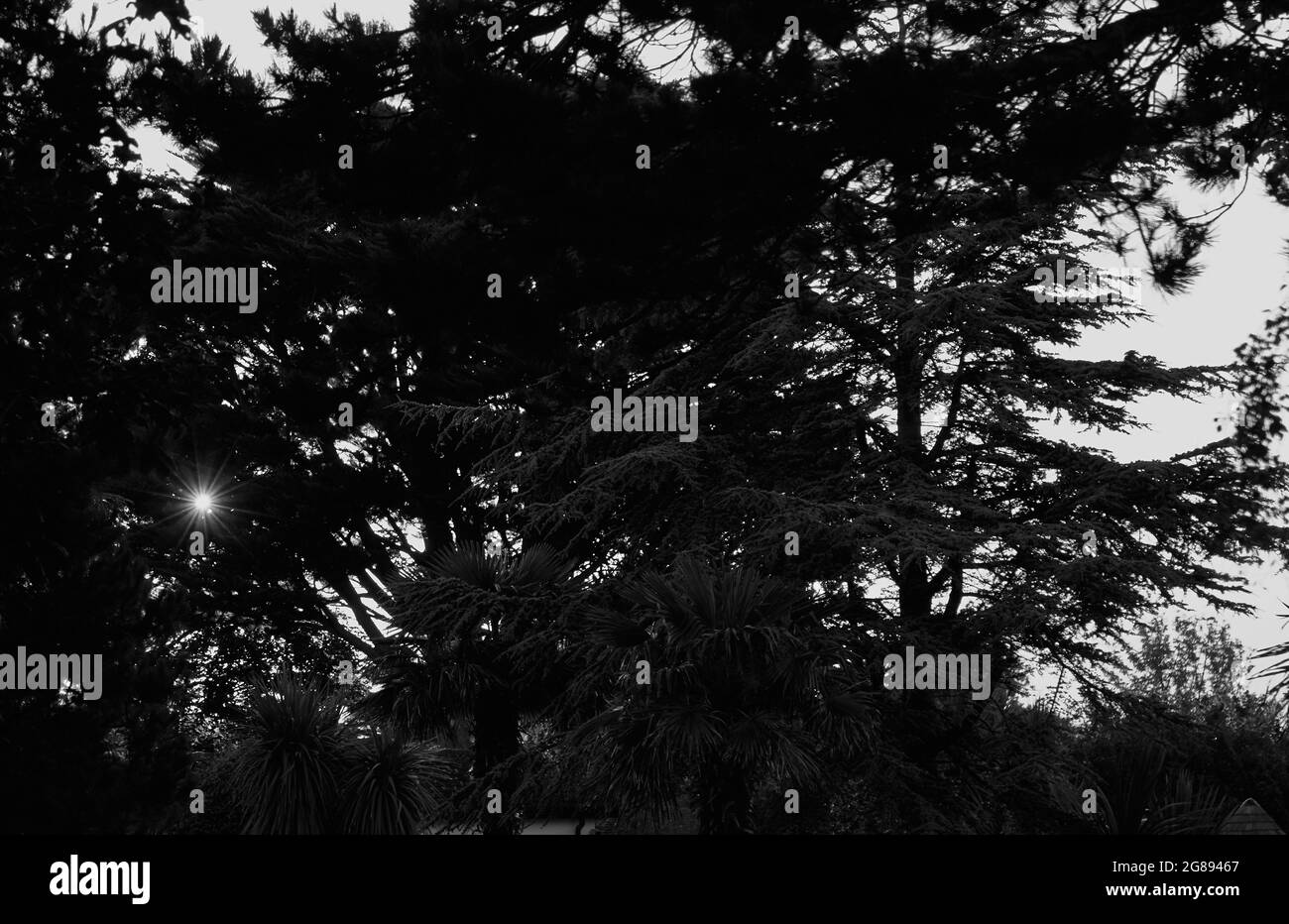 Black pine trees uk hi-res stock photography and images - Alamy