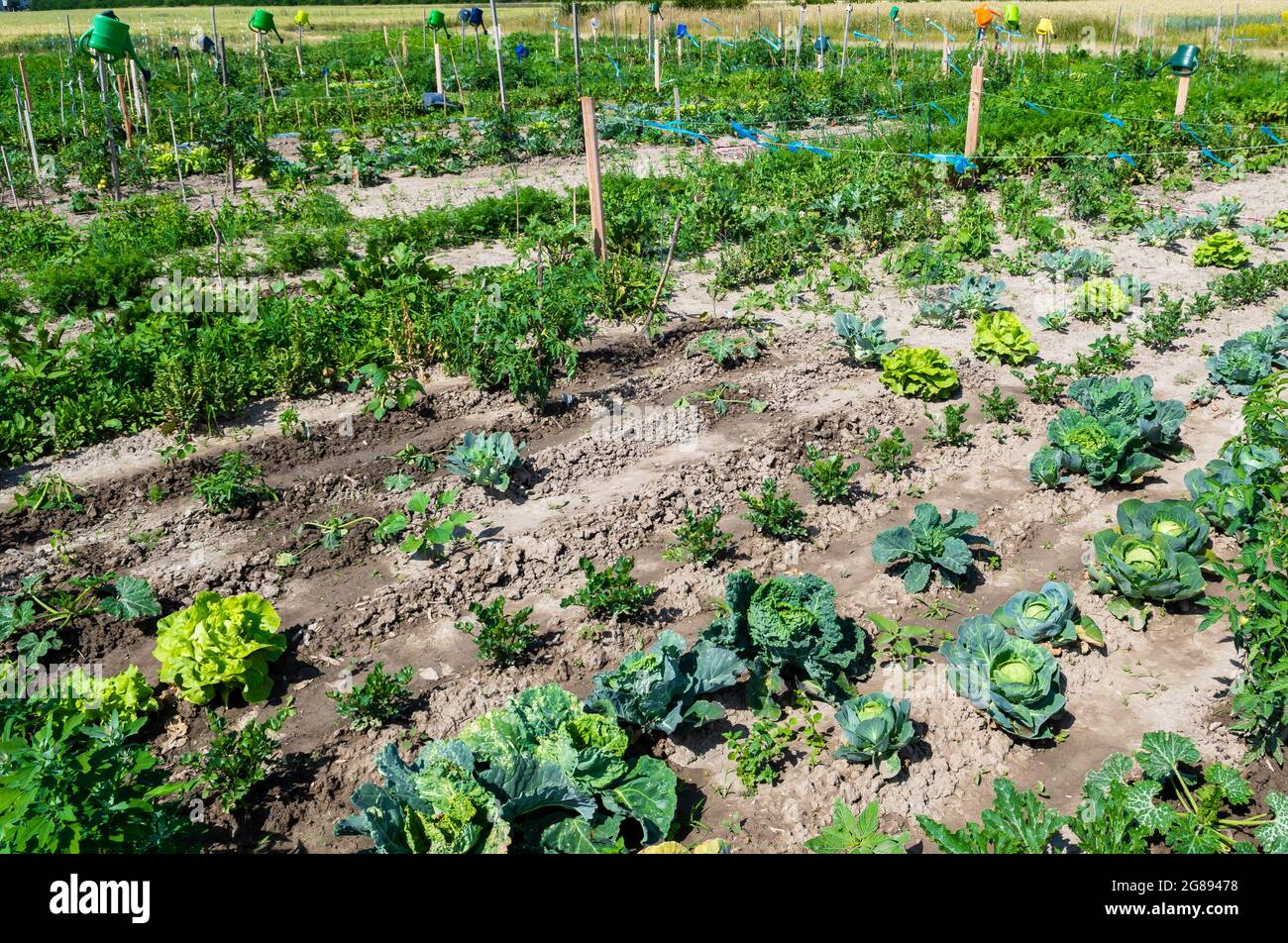 Vegetable Patch With Cultivated Plants And Plastic Watering Cans Stock ...