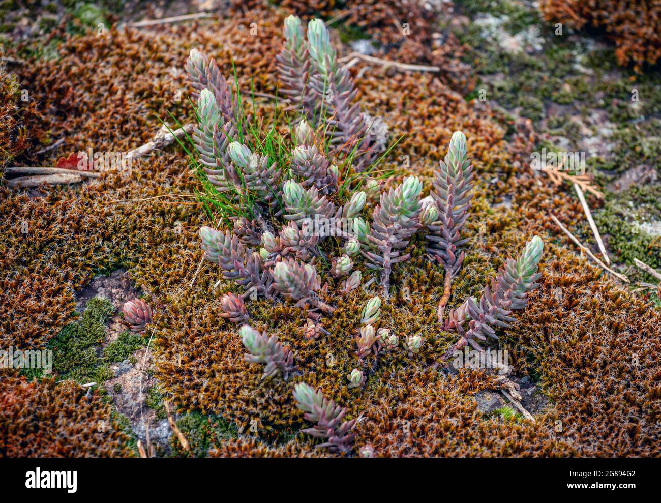 View of the moss and blue stonecrop or stone orpine - Sedum reflexum ...