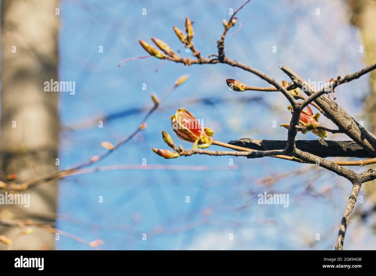 New buds on trees hi-res stock photography and images - Alamy